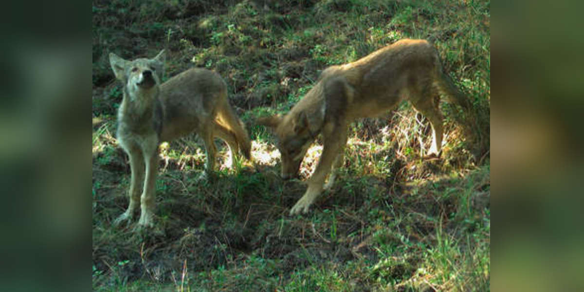 Wolf Pups Born On Oregon's Mount Hood For First Time In Decades - The Dodo