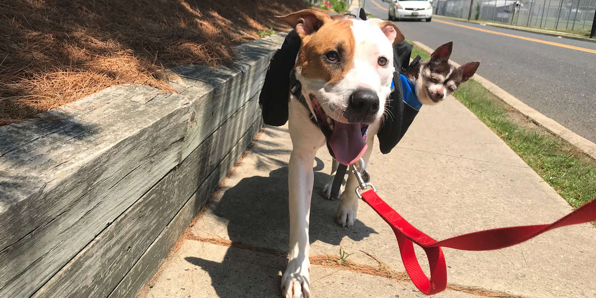 Rescue Dog Loves To Take His Senior Best Friend On Walks - Videos - The ...