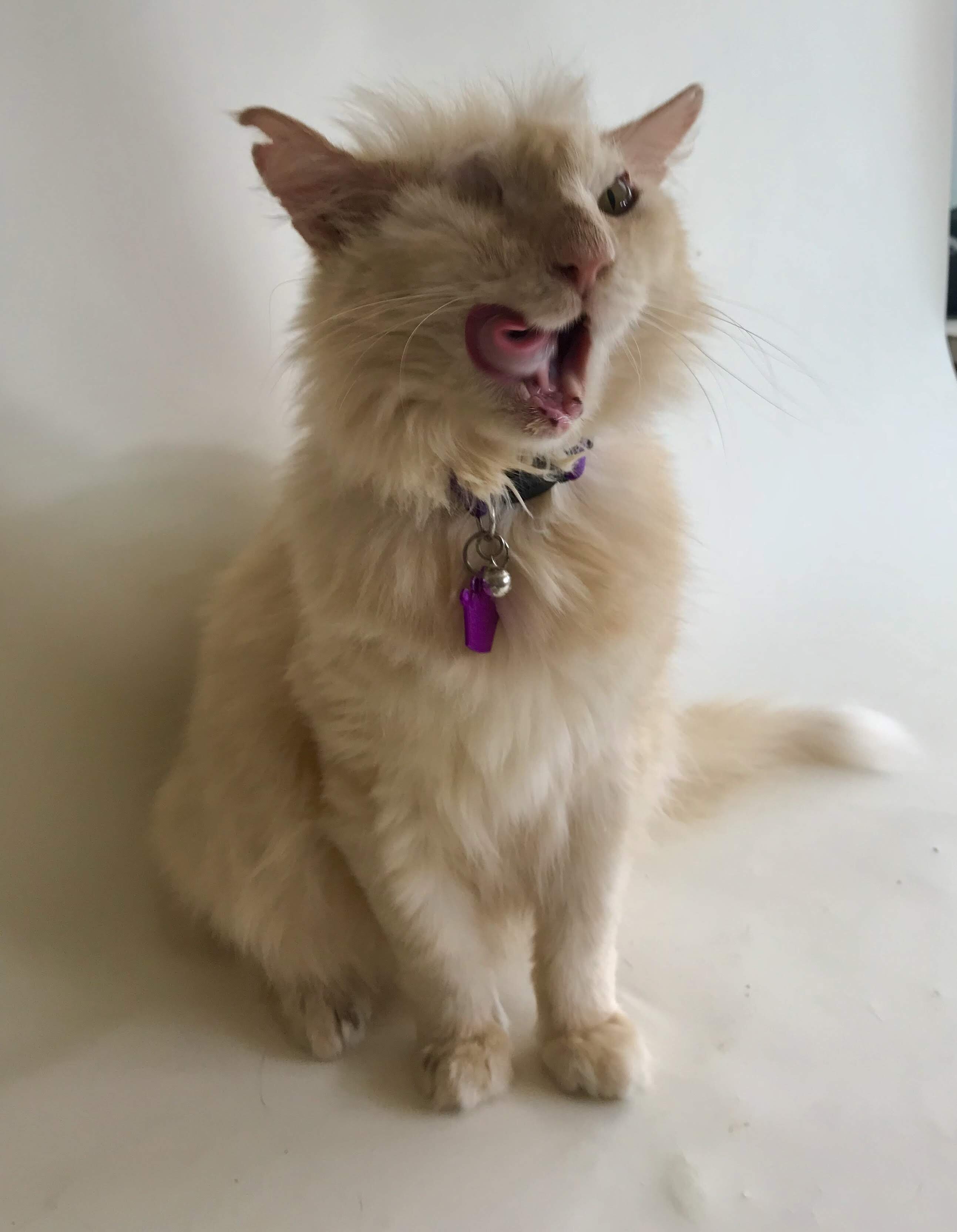 Cat Burned With Acid Rescued Off Streets Of California - The Dodo