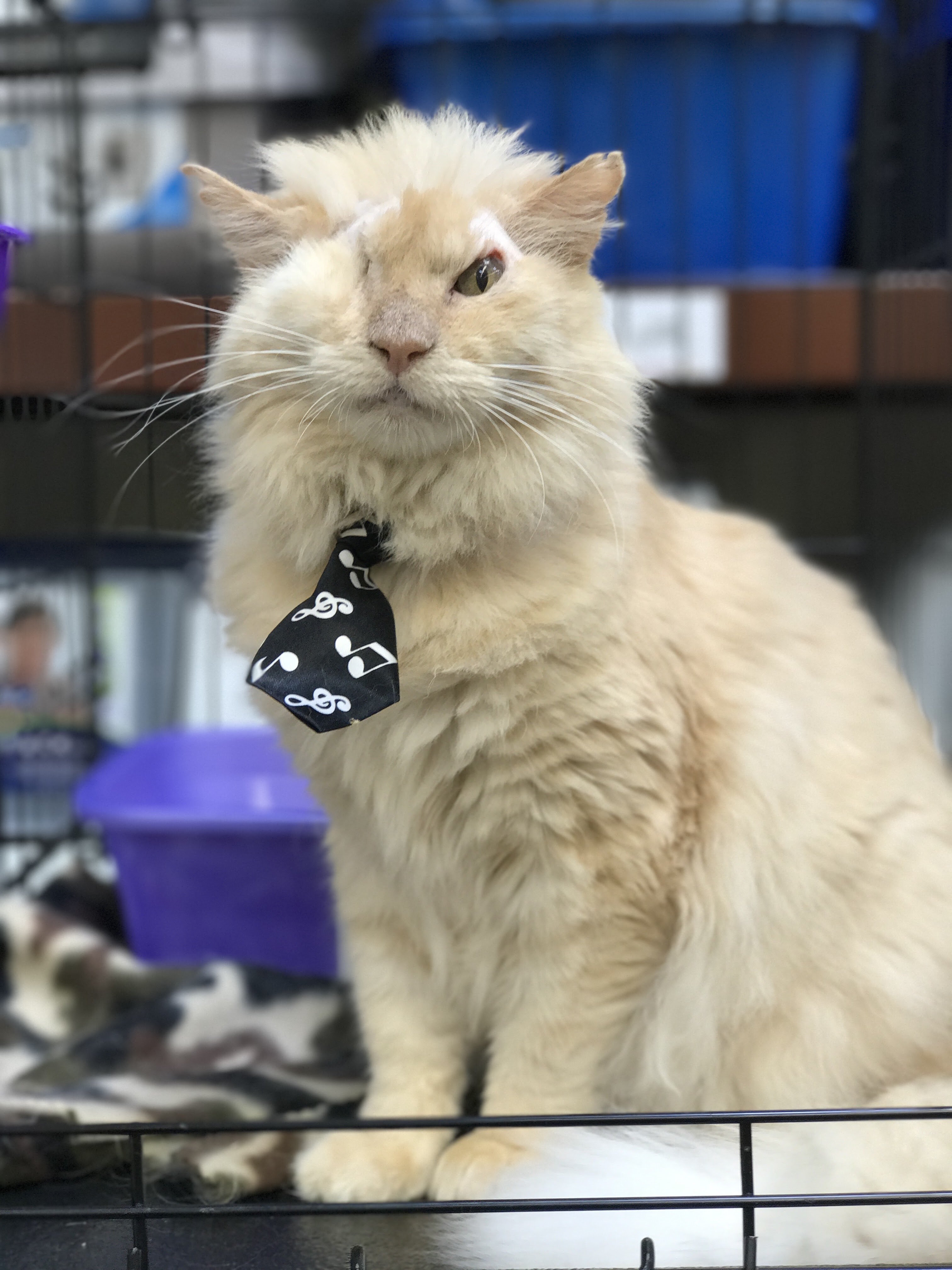 Cat Burned With Acid Rescued Off Streets Of California - The Dodo