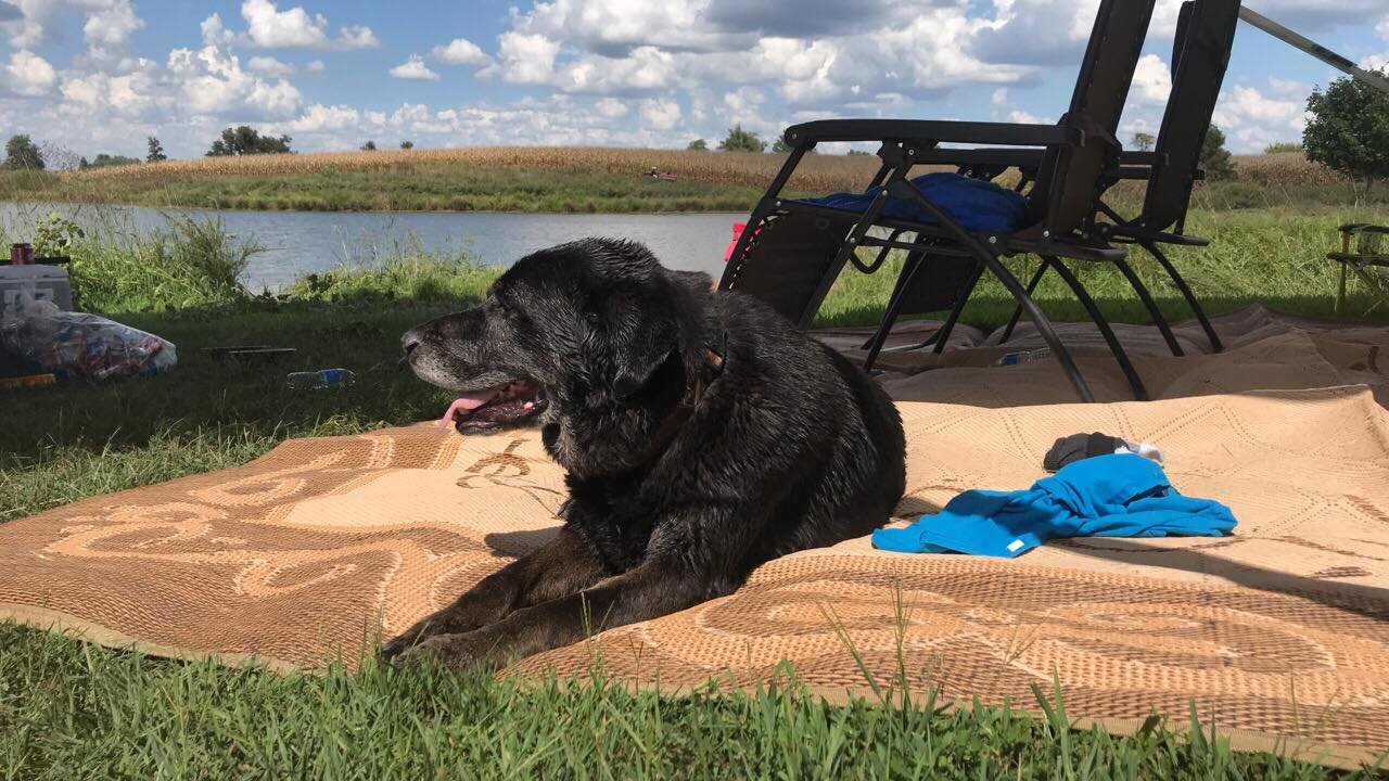 Dog Steals Owner's Truck And Takes It On Joyride - The Dodo