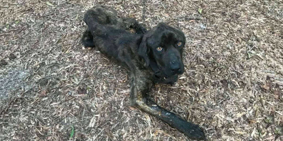 Dog Starved And Left For Dead Makes Most Amazing Recovery - The Dodo