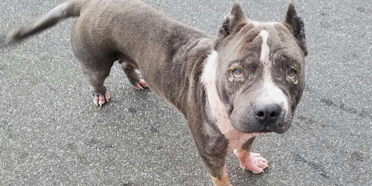 Street Dog From Puerto Rico Becomes The Best Nanny To His Human ...