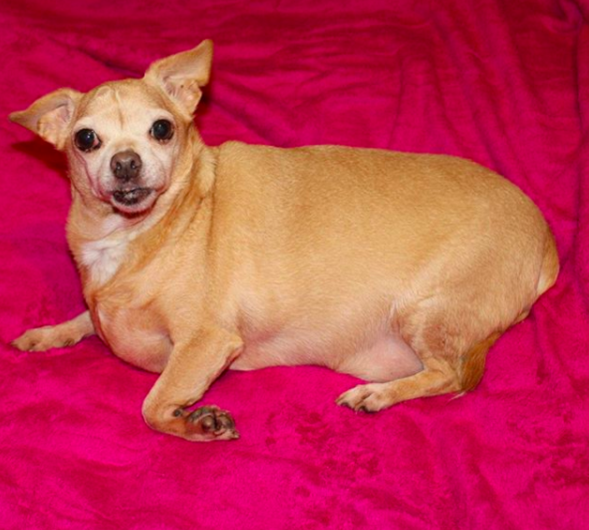 Rescued Chihuahua Was So Overweight He Could Barely Walk - The Dodo
