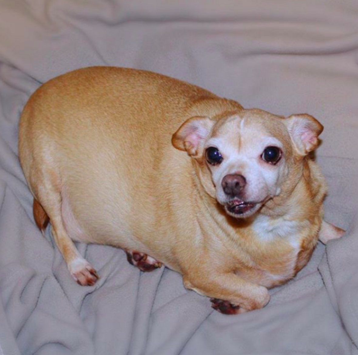 Rescued Chihuahua Was So Overweight He Could Barely Walk - The Dodo