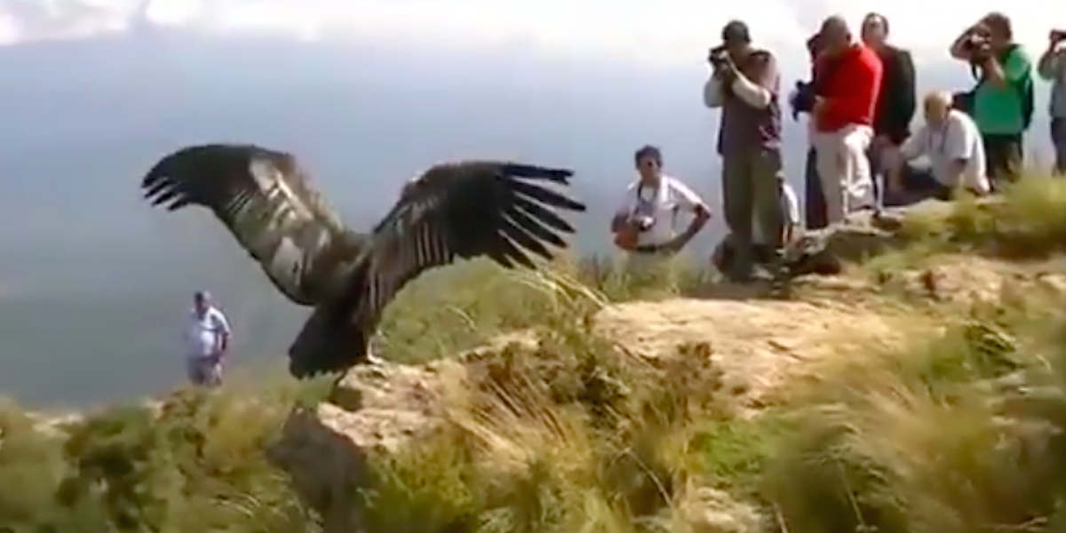 Condor 'Thanks' Rescuers Before Flying Back To The Wild - The Dodo
