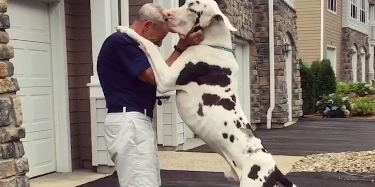 Dog Stands On 2 Legs To Give Maximum Hugs - Videos - The Dodo