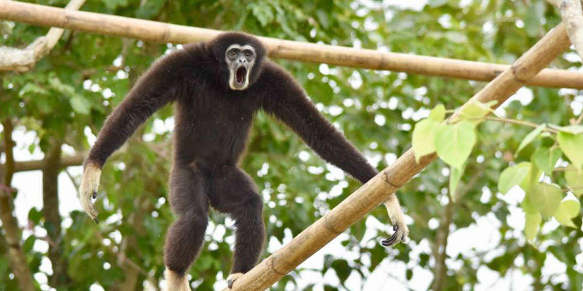 Rescued Ape Can’t Believe He Gets His Own Island - The Dodo