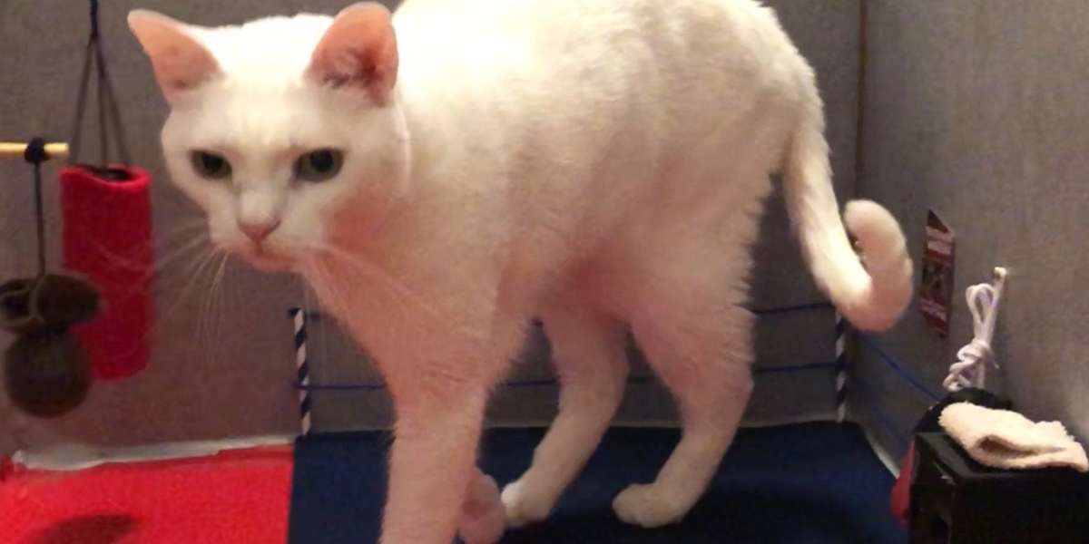 DIY Boxing Gym For Cats - Videos - The Dodo