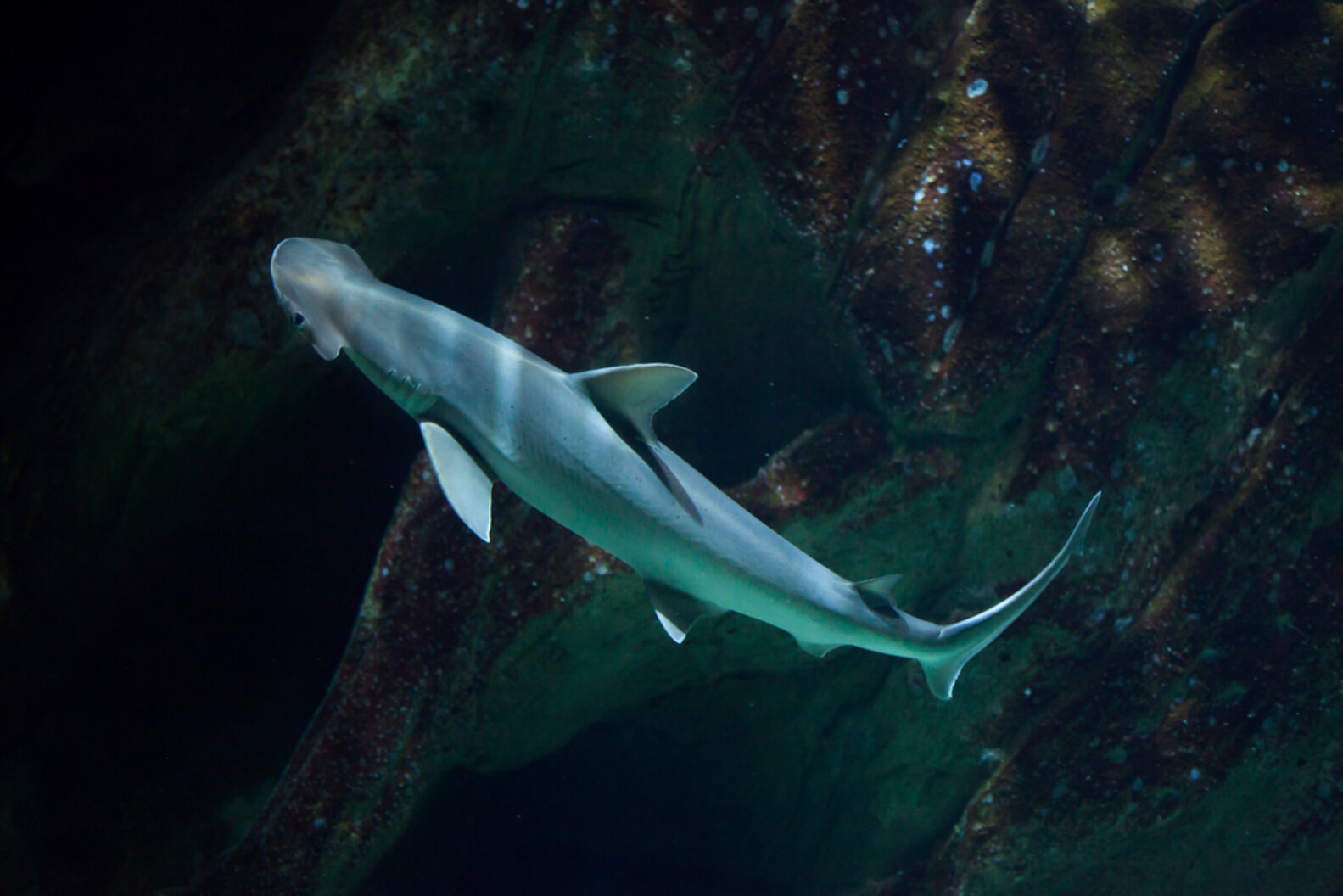 Researchers Discover First Known Plant-Eating Shark - The Dodo