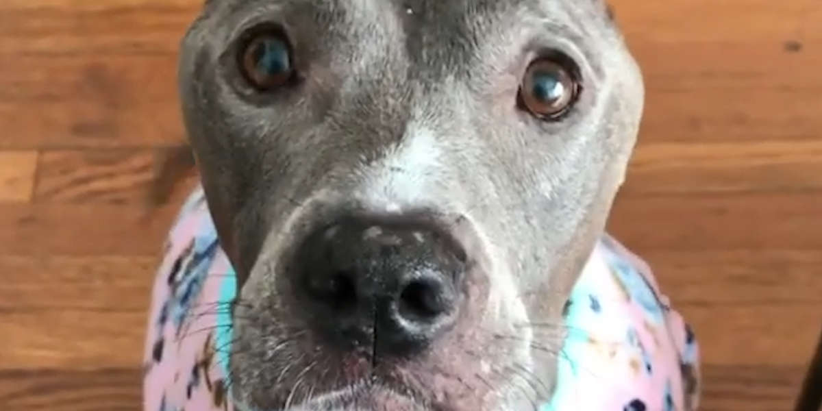 This Pit Bull Wags Her Tail SO Hard No Matter What - Videos - The Dodo