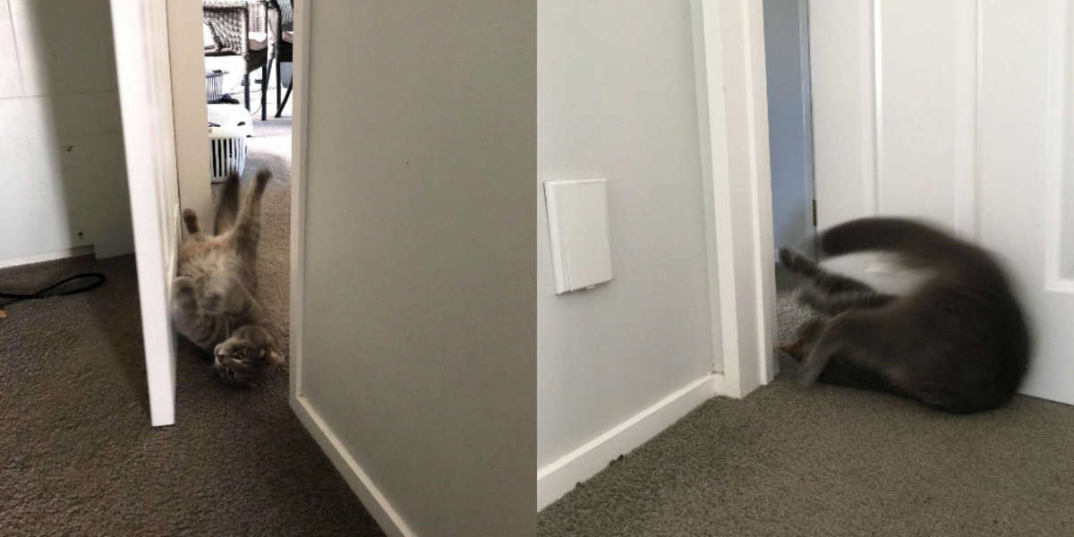 Cat Comes Up With Best Way Of Opening Doors - The Dodo