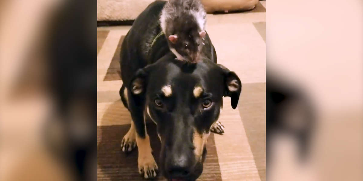 Dog Loves To Wrestle With His Rat Brothers - Videos - The Dodo