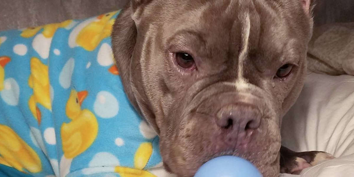 Pit Bull Who Was Scared Of Men Falls In Love With His New Dad - Videos ...