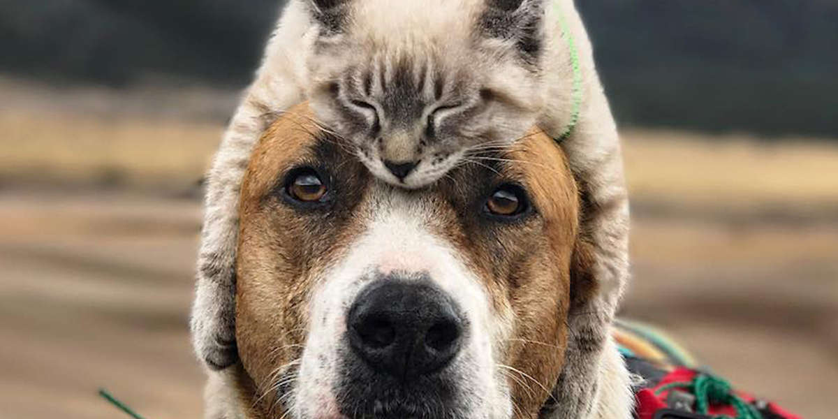 Dog Comforts His Cat Brother In The Cutest Way - Videos - The Dodo