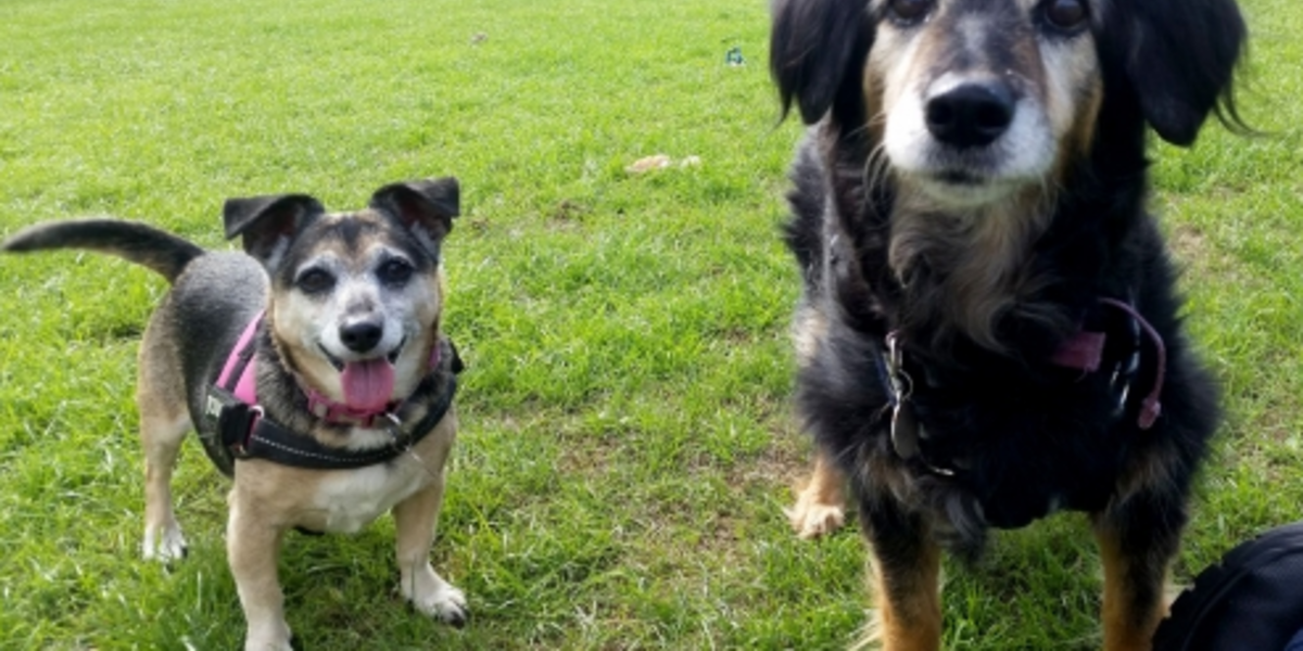 Senior Dog Best Friends Are Looking For A Home Together - The Dodo