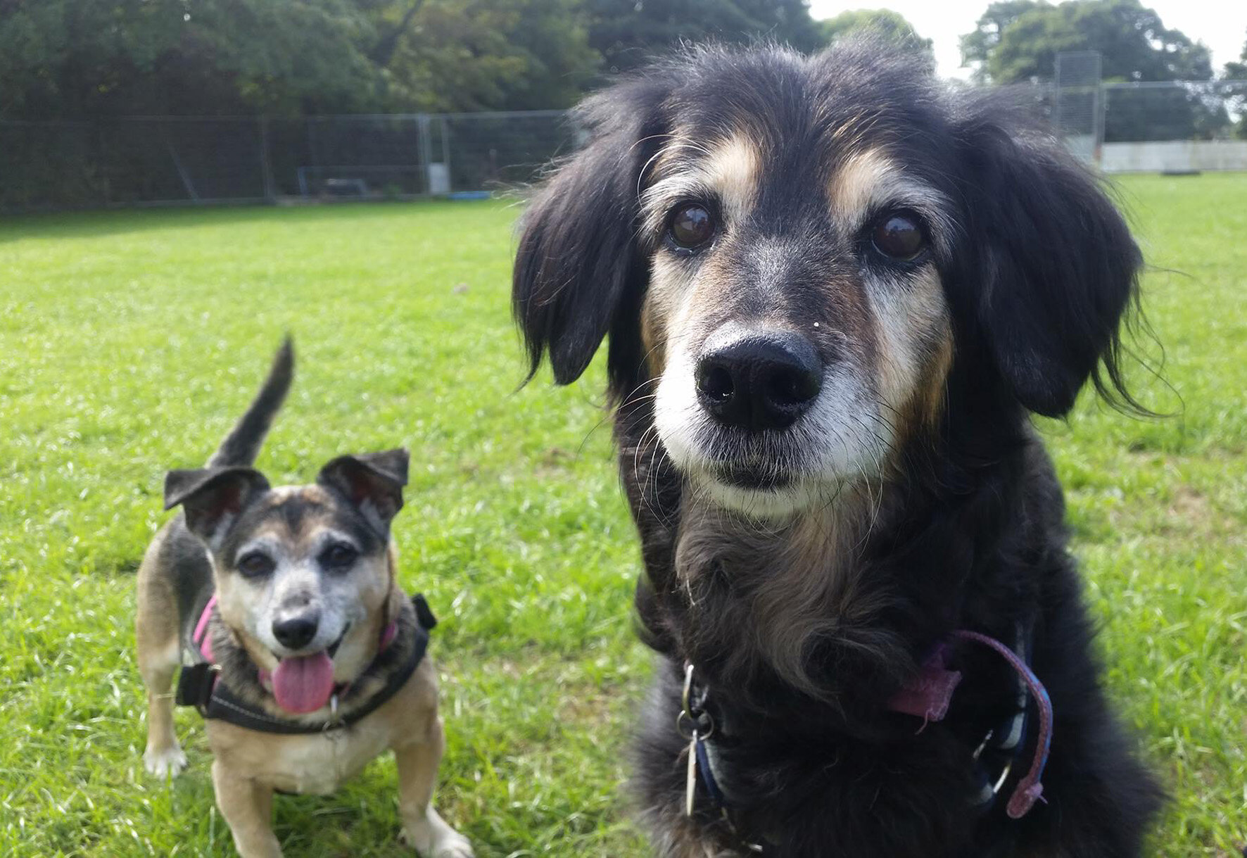 Senior Dog Best Friends Are Looking For A Home Together - The Dodo