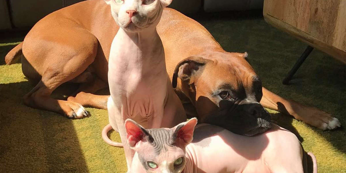 Hairless Cats Team Up To Annoy Their Favorite Dog - Videos - The Dodo