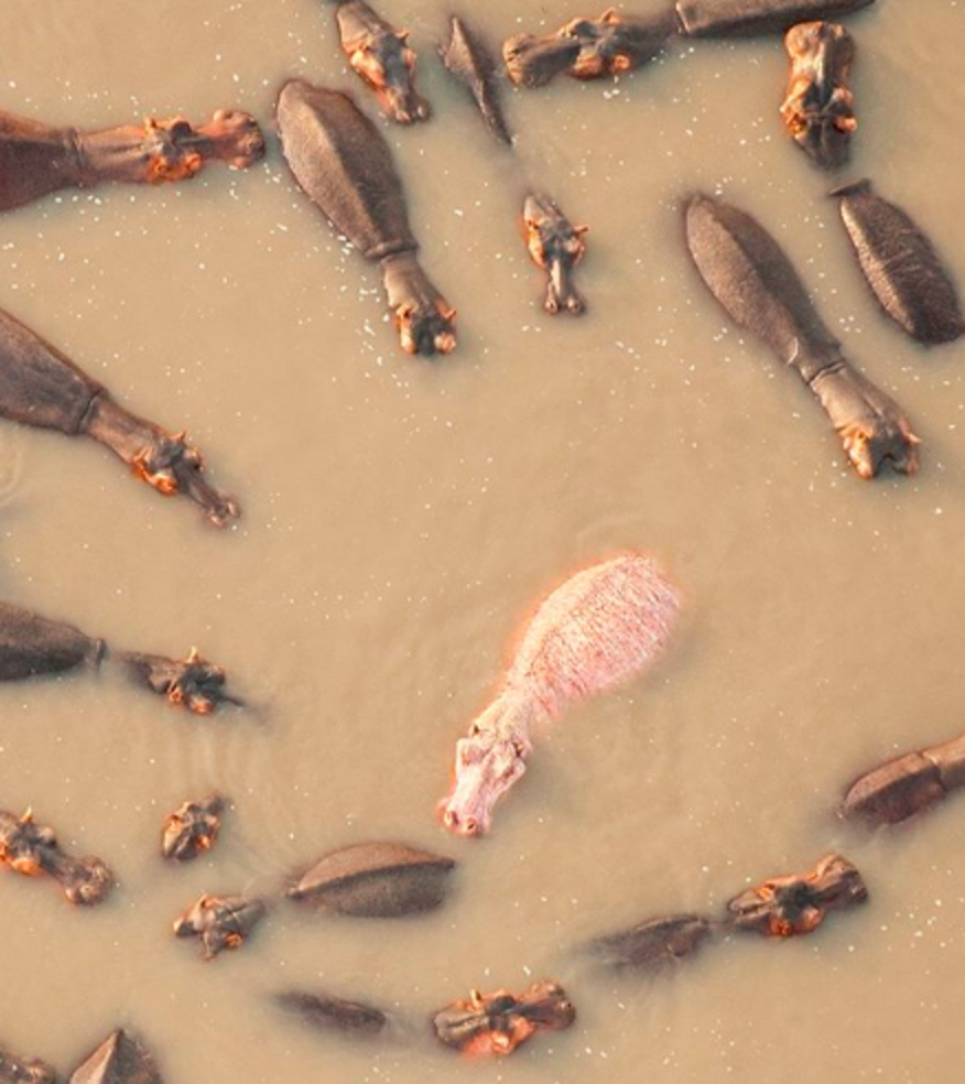 Rare Pink Hippo Captured On Film By Wildlife Photographer In Zambia ...