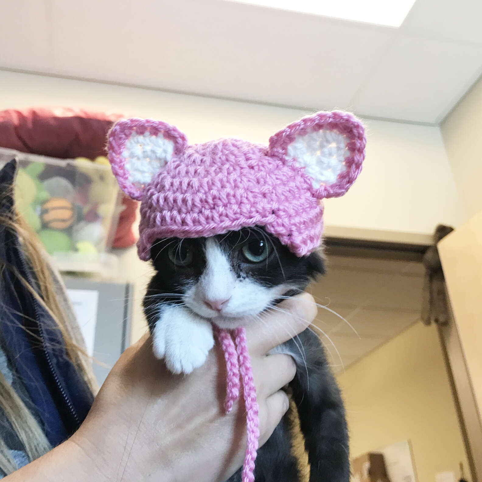 Foster Mom Knits Perfect Hat For Abused Kitten Who Lost Her Ears - The Dodo