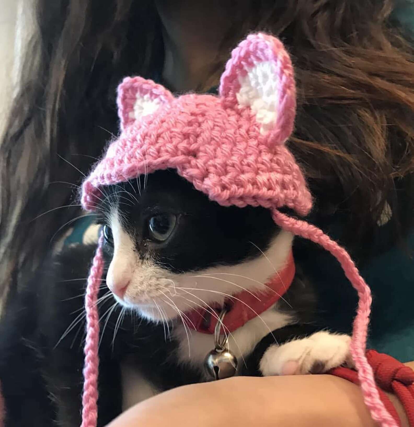 Foster Mom Knits Perfect Hat For Abused Kitten Who Lost Her Ears - The Dodo