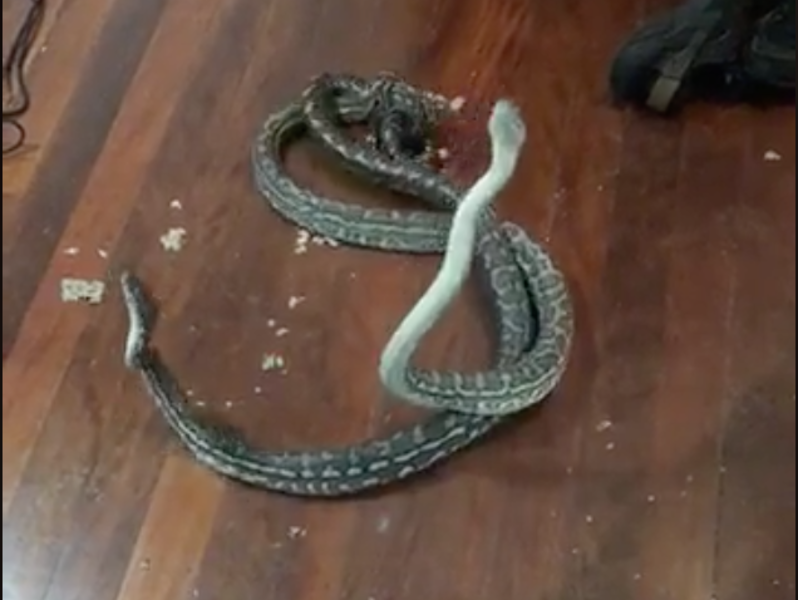Snakes Fall Through Bedroom Ceiling During Fight and Continue Fighting ...