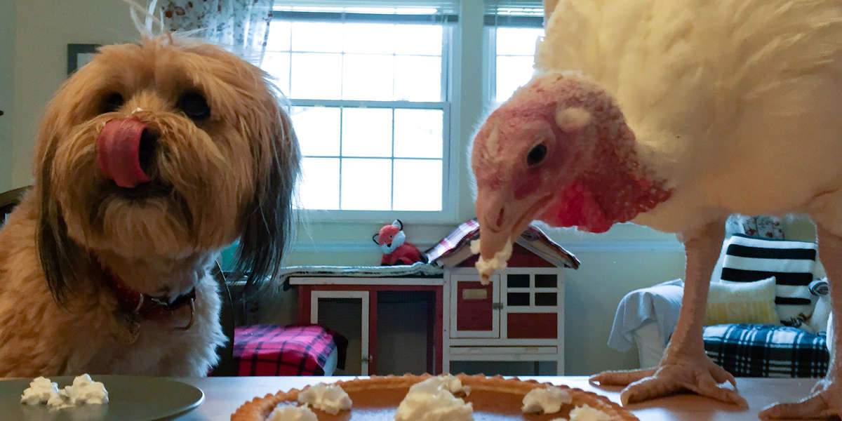Turkey Can't Stand To Be Away From Her Dog Best Friend - Videos - The Dodo