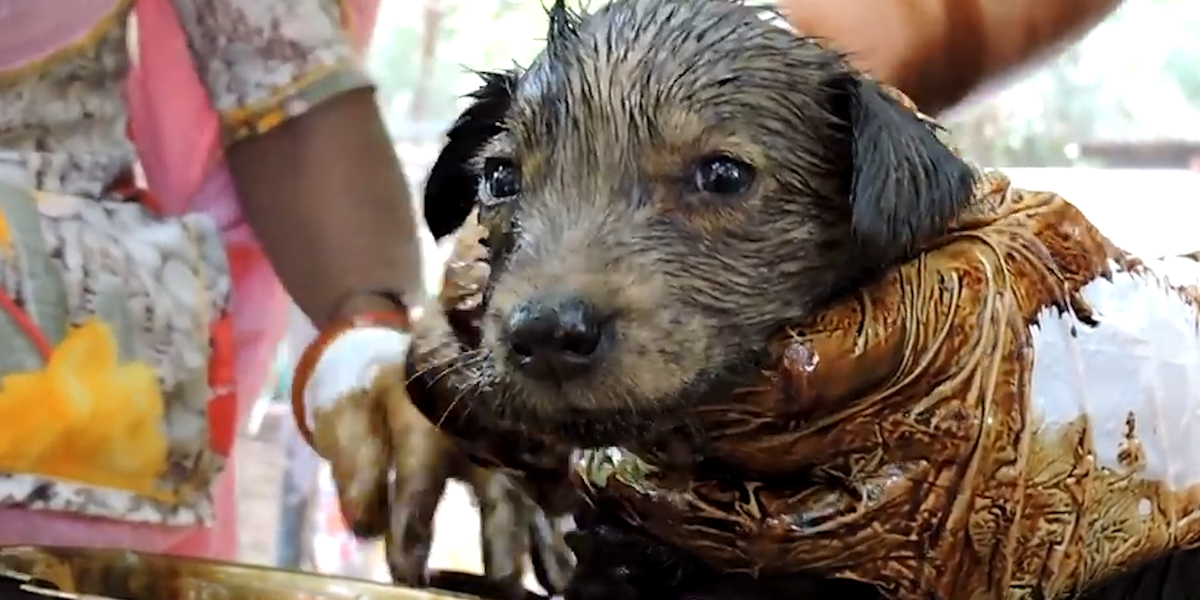These People Dedicated Their Lives To Saving Animals - Videos - The Dodo