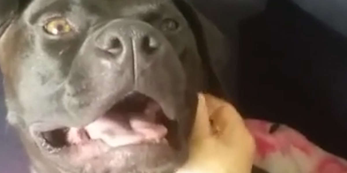 Dog With Wobbly Walk Is Just Happy To Be Alive - Videos - The Dodo