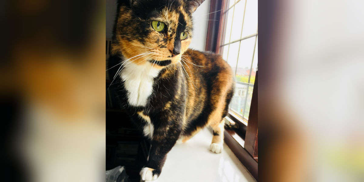 Cat Left Behind By Family Has Waited In Shelter For Over 200 Days - The ...