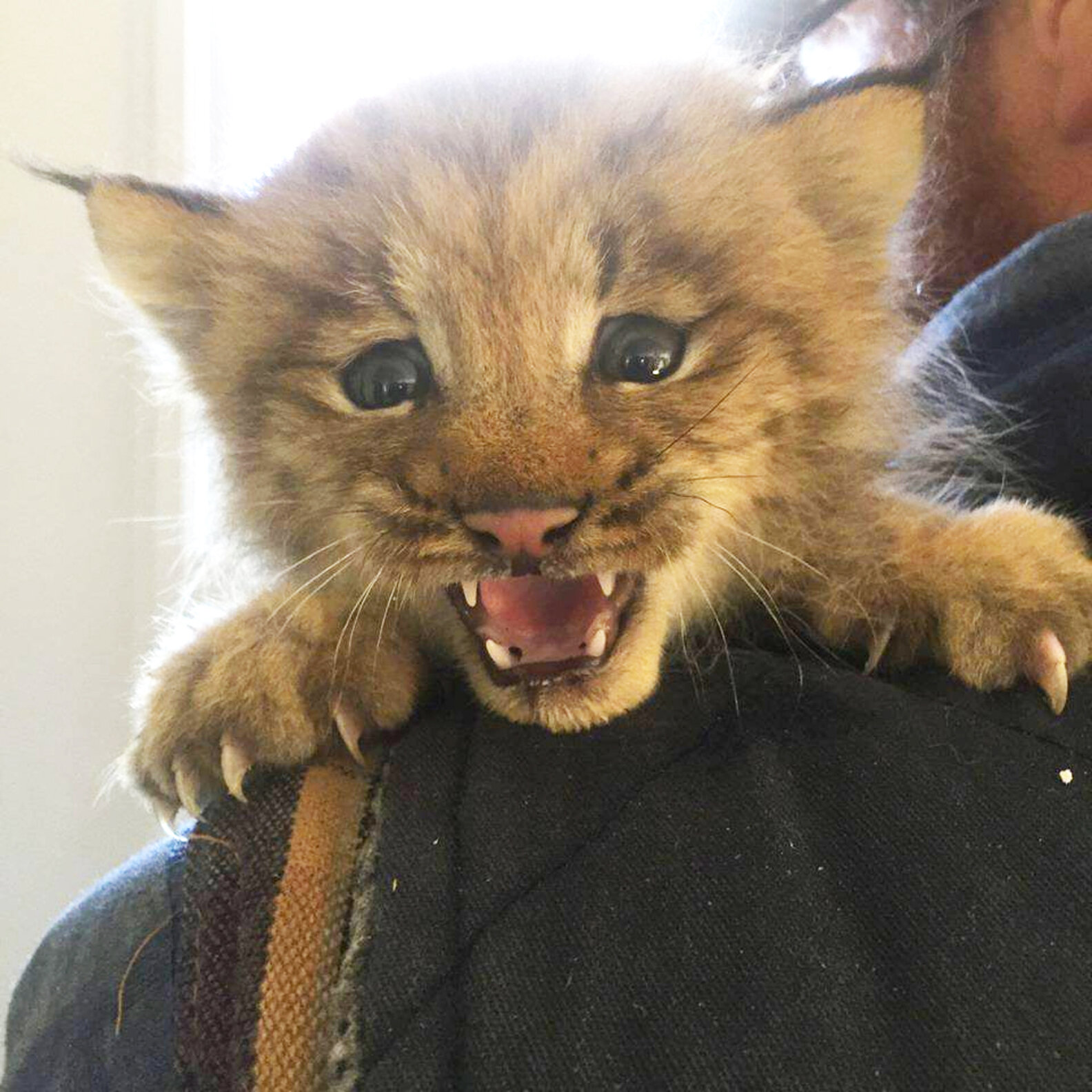 Man On Bike Ride Comes To The Rescue Of A Stranded Baby Lynx - The Dodo