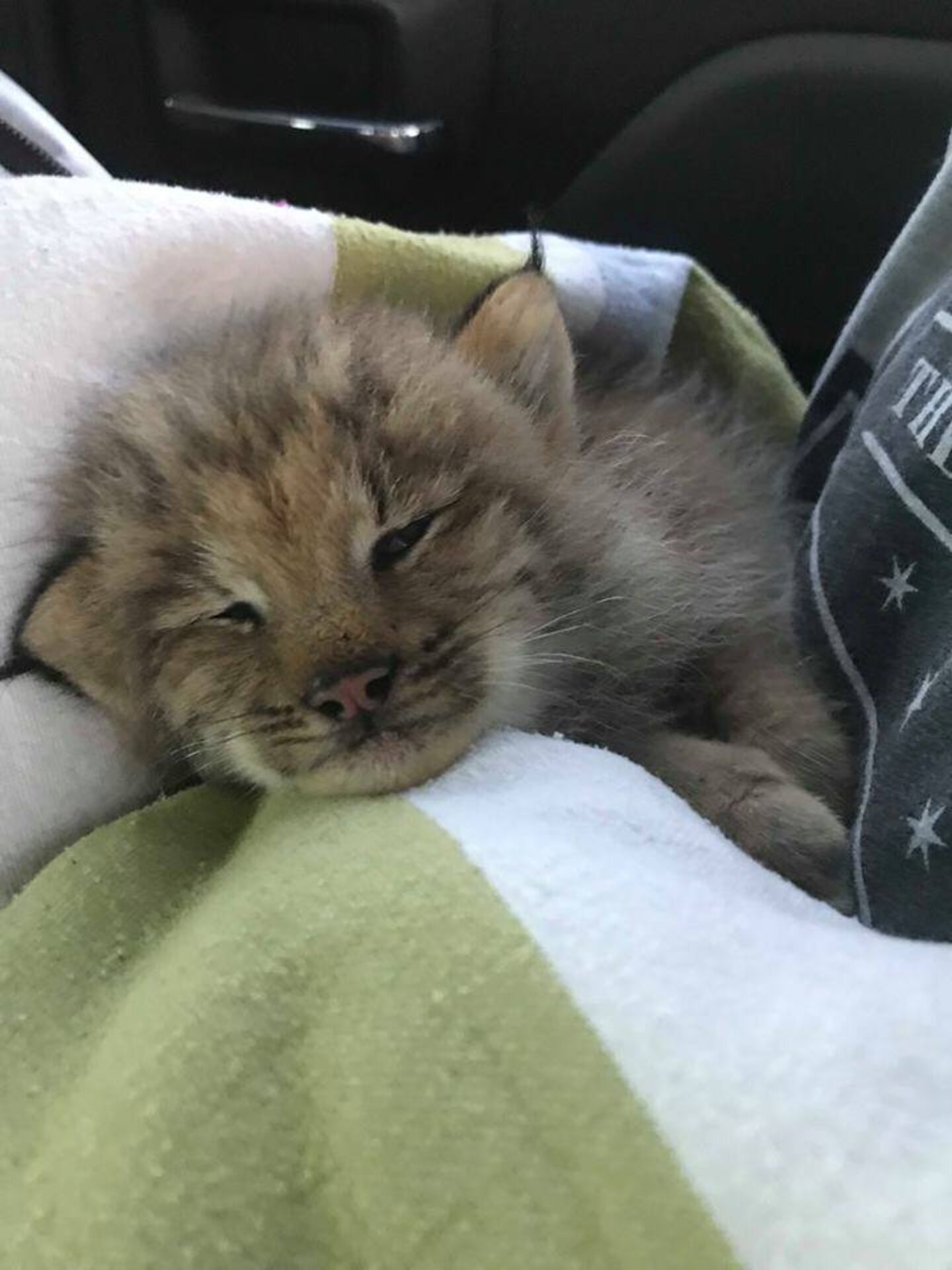 Man On Bike Ride Comes To The Rescue Of A Stranded Baby Lynx - The Dodo