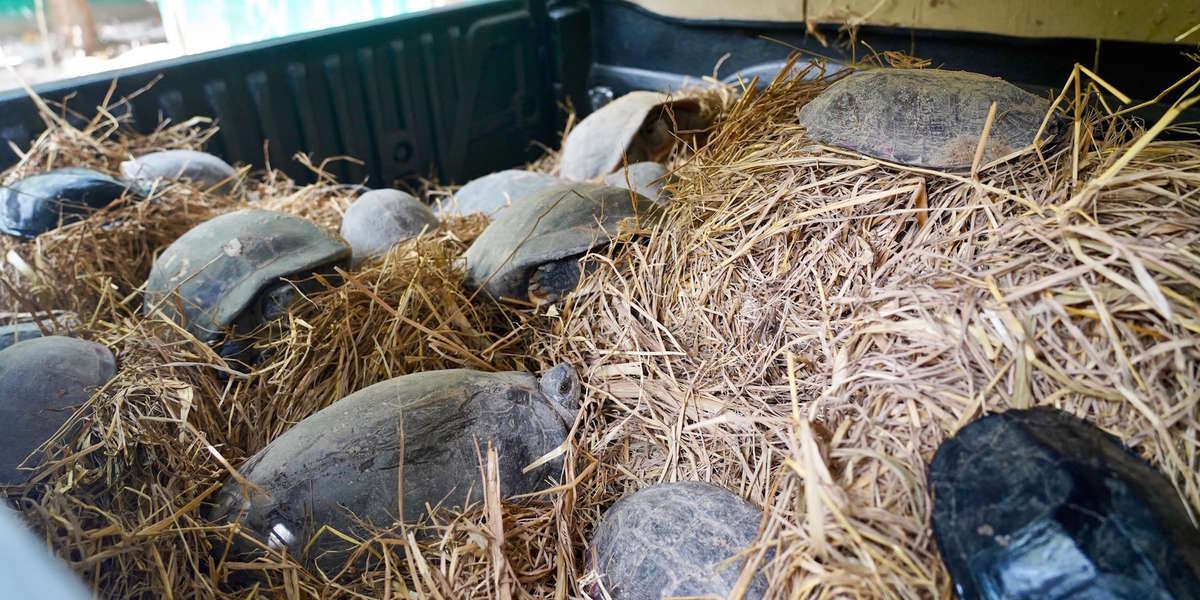 Dozens Of Dying Turtles Dumped At Temple Get Help Just In Time - The Dodo