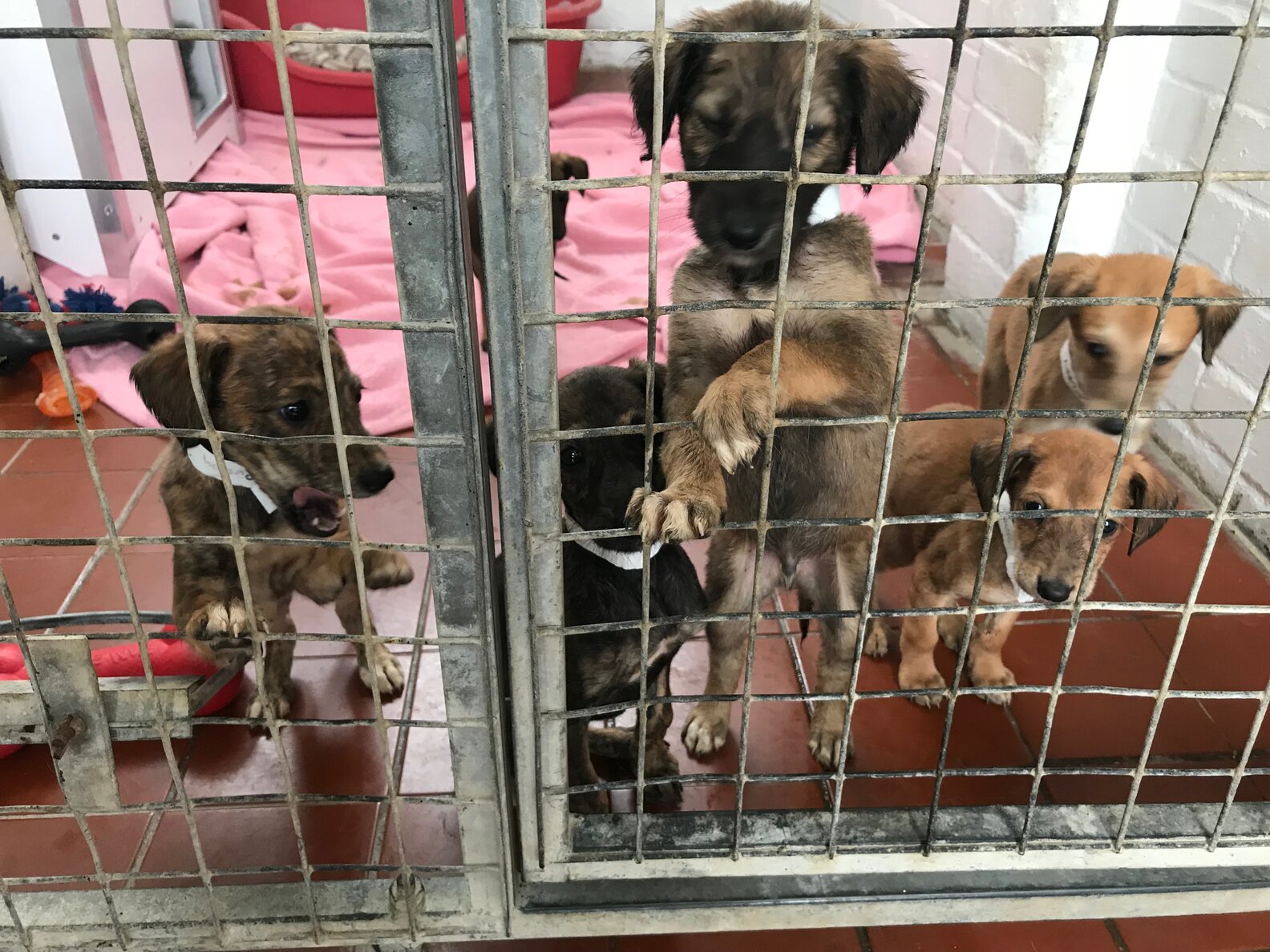Sick Puppies Abandoned Outside London Pet Hospital - The Dodo