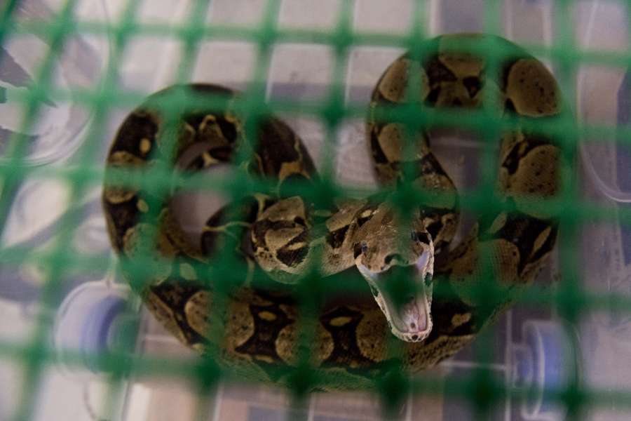 Passenger Sneaks 20 Snakes On Plane by Hiding Them in His Bag - Thrillist