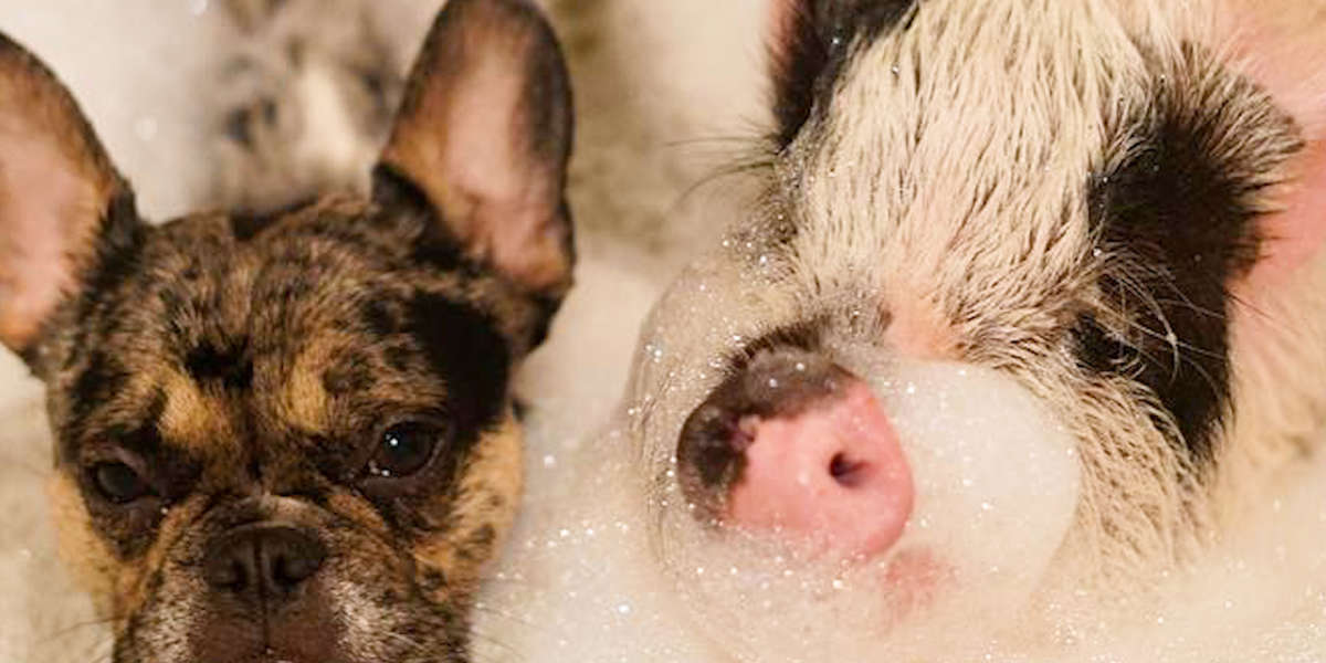 Dog And Pig Are The Cutest, Closest Brothers Ever - Videos - The Dodo