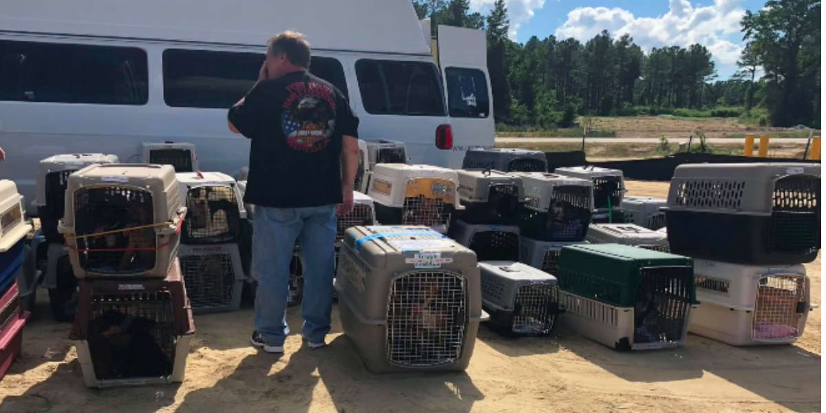 Van Full Of Shelter Dogs Fleeing Hurricane Florence Breaks Down - The Dodo