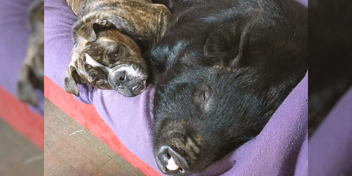 Dog Becomes Mom To A Rescue Piglet - Videos - The Dodo