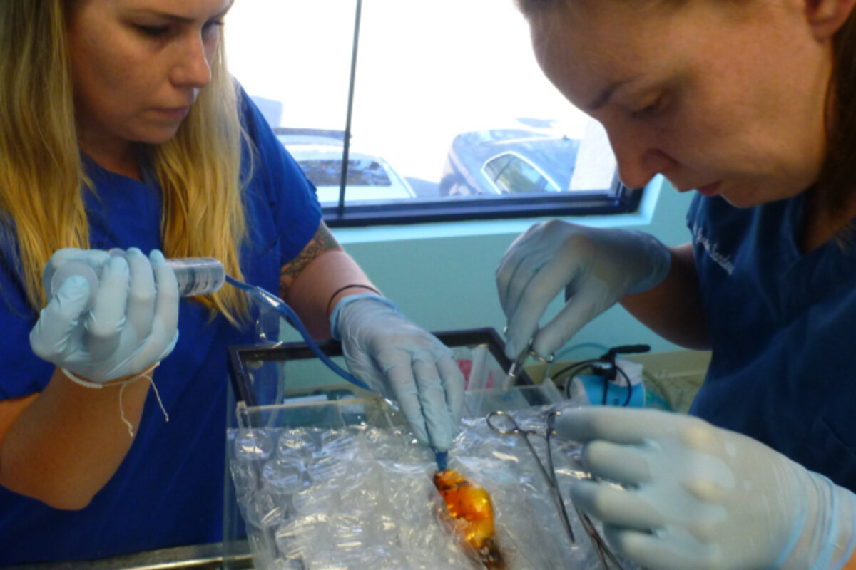 Goldfish Who Couldn't Swim Gets Tiny Floating Backpack - The Dodo