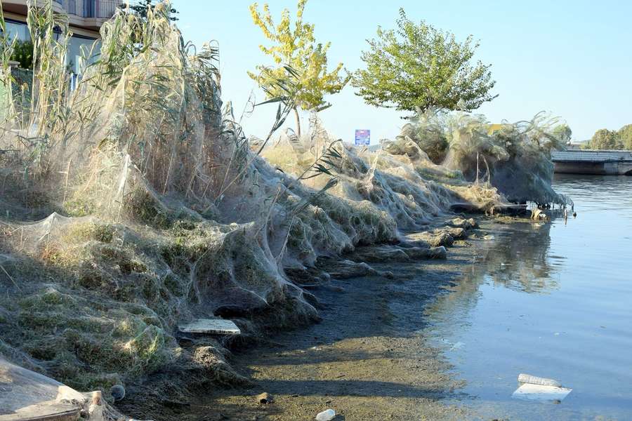 Giant Spider Web is Covering the Shoreline of a Greek Beach - Thrillist
