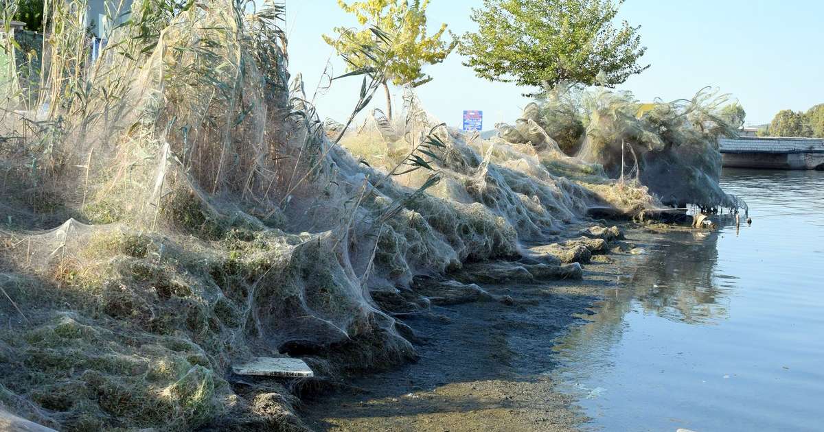 Giant Spider Web is Covering the Shoreline of a Greek Beach - Thrillist