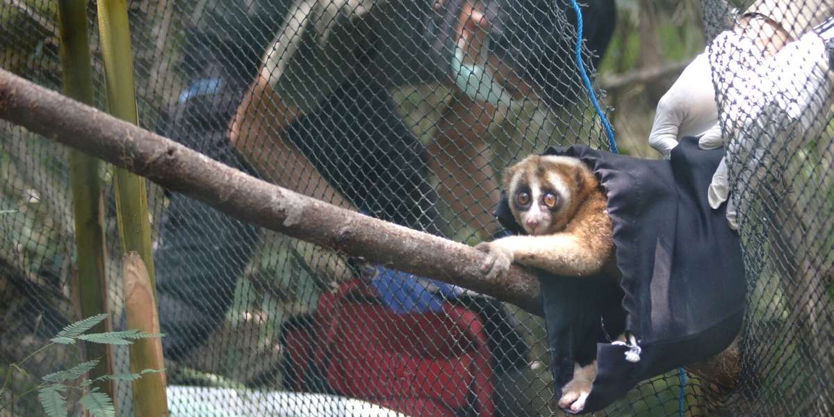 20 Slow Loris ‘Pets’ Released Back Into The Wild - The Dodo