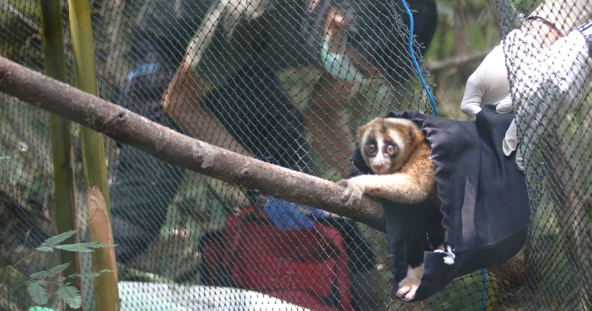 20 Slow Loris ‘Pets’ Released Back Into The Wild - The Dodo