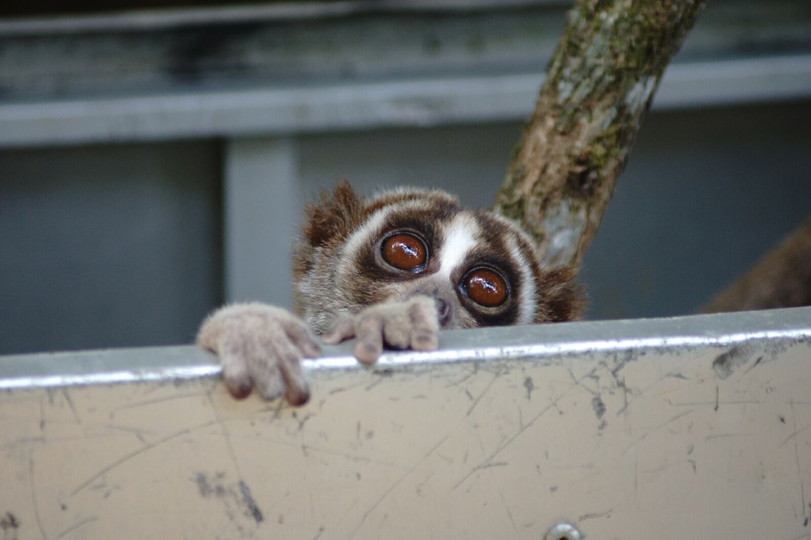 20 Slow Loris ‘Pets’ Released Back Into The Wild - The Dodo