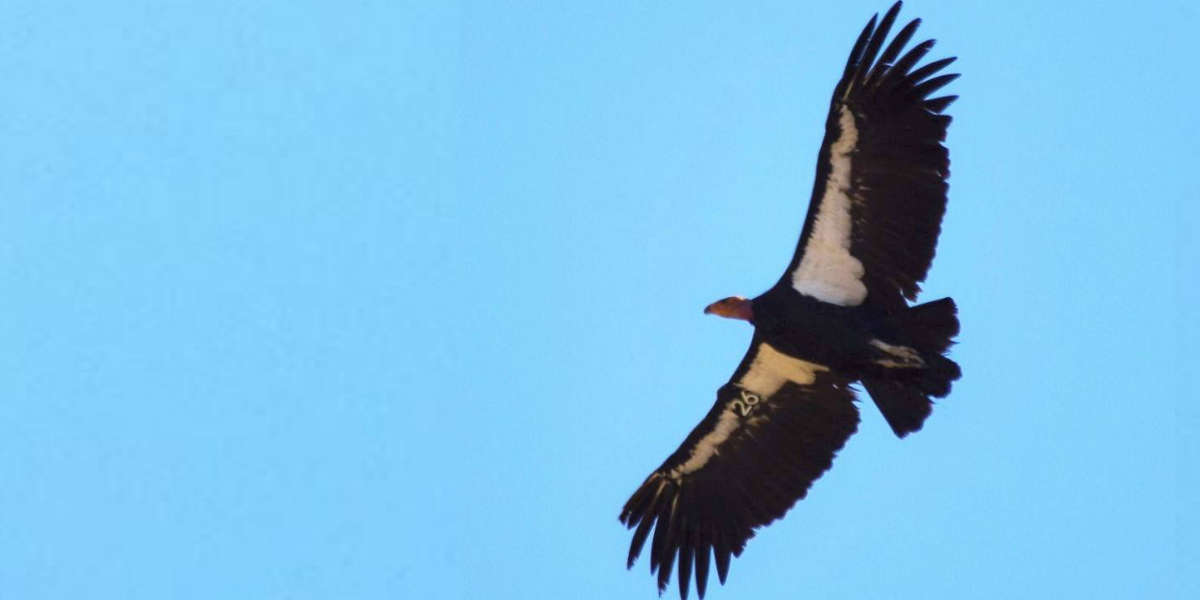 Critically Endangered California Condor Found Dead Of Gunshot Wound ...