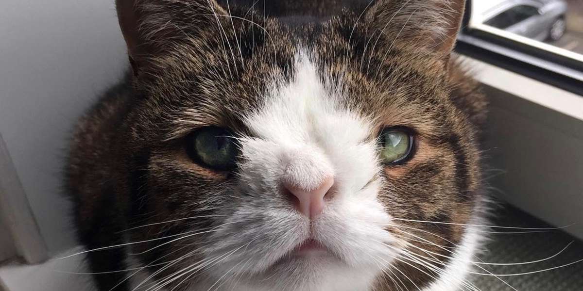 This Cat Has The Most Unusually Perfect Face - Videos - The Dodo