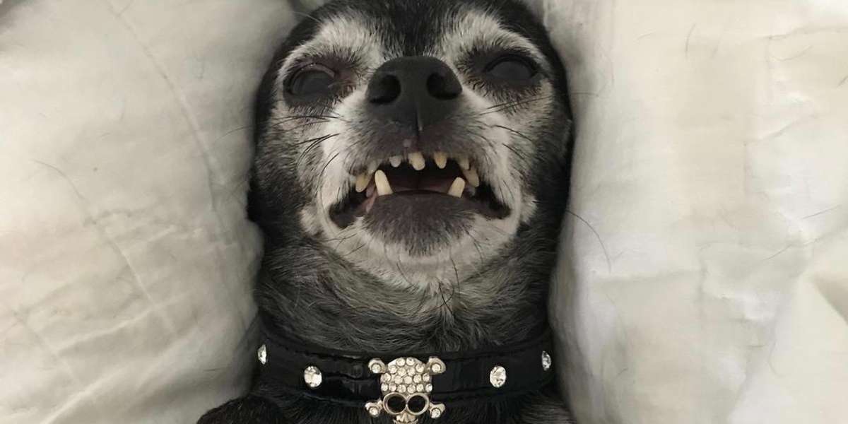 Angry Chihuahua Is Secretly Sweet - Videos - The Dodo