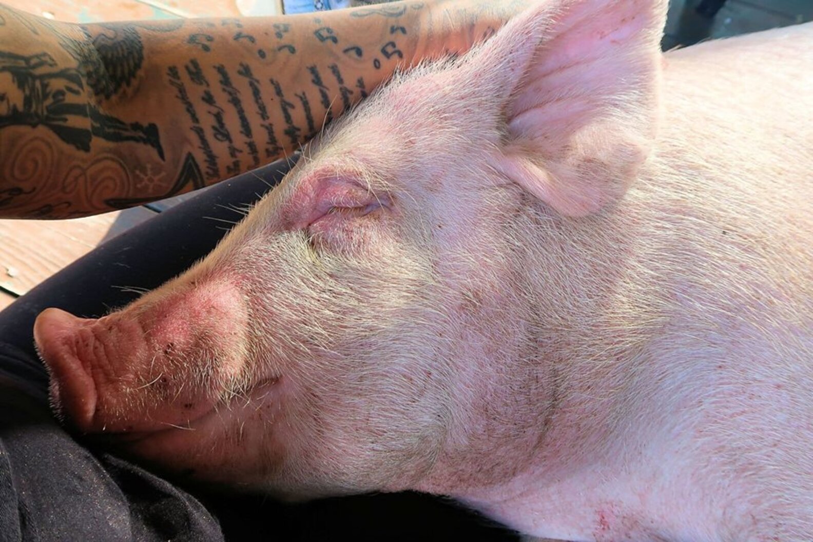Farm Pig Swims For Life To Survive Hurricane Florence Floods - The Dodo