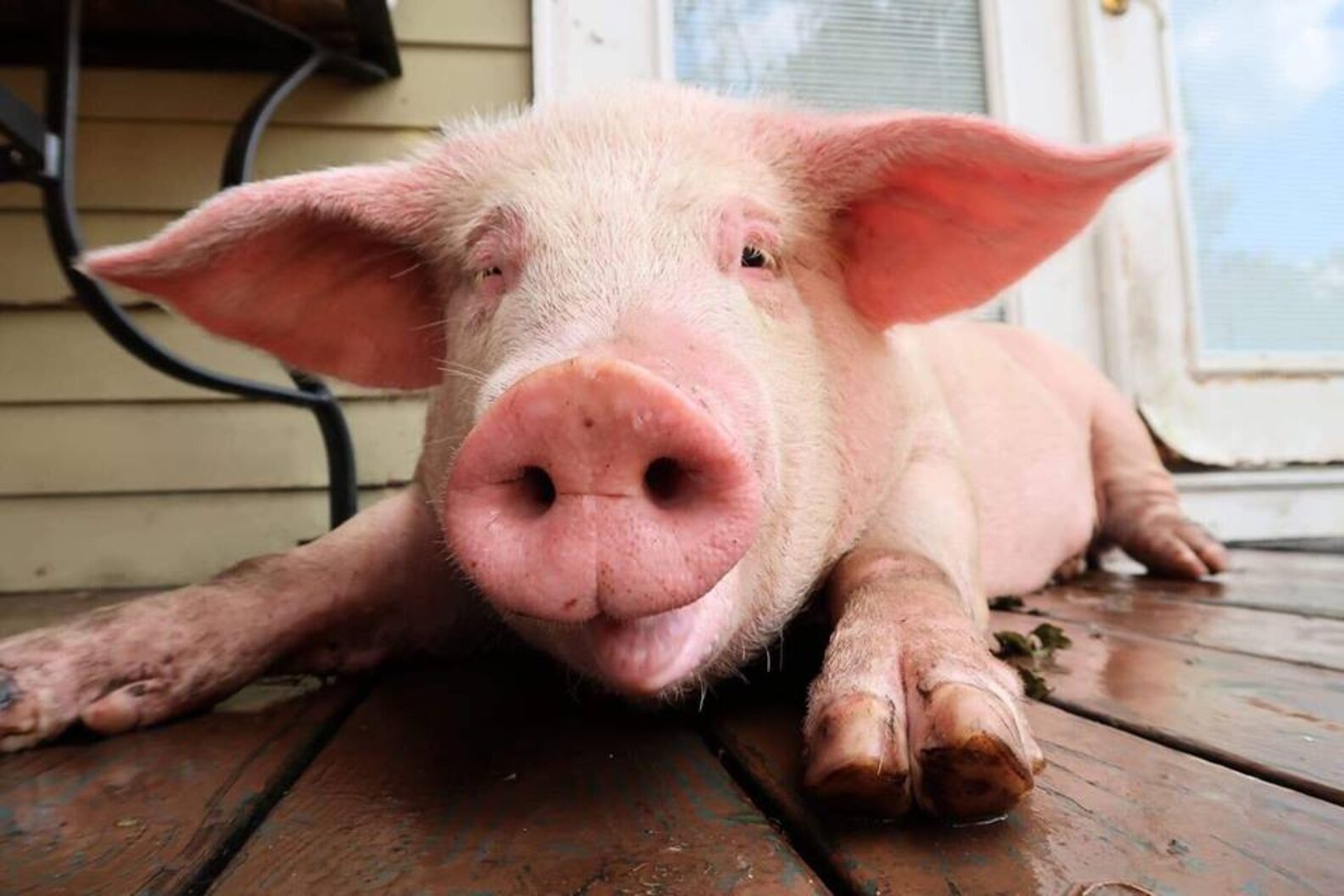 Farm Pig Swims For Life To Survive Hurricane Florence Floods - The Dodo