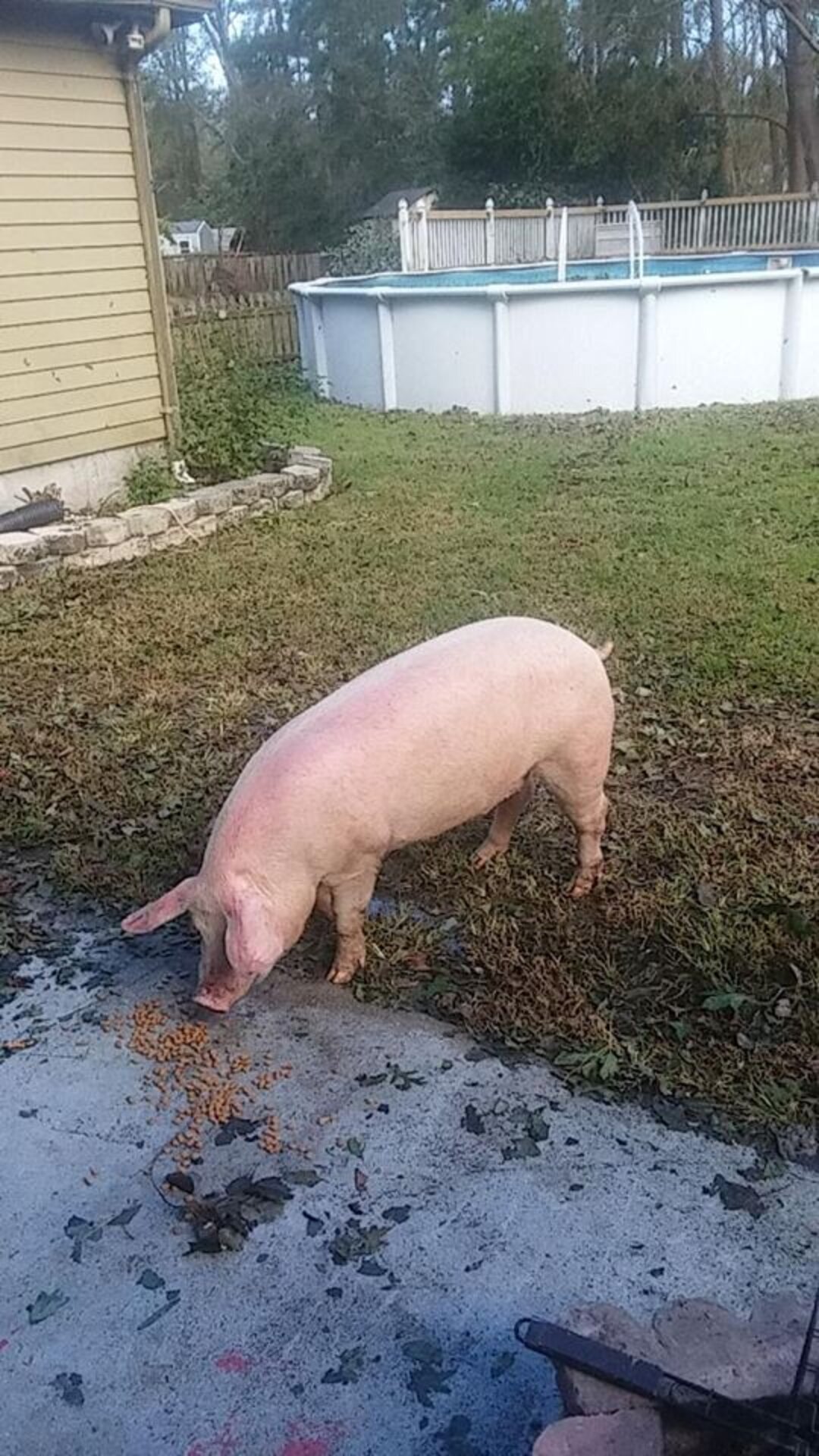 Farm Pig Swims For Life To Survive Hurricane Florence Floods - The Dodo